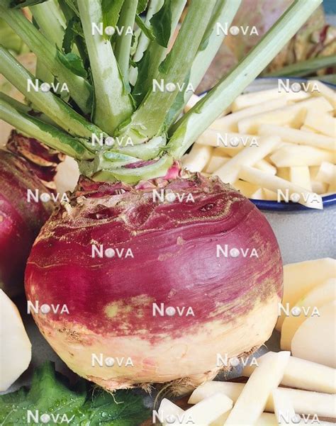 Brassica Napus Subsp Rapifera