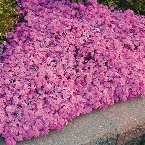 Pink Creeping Phlox