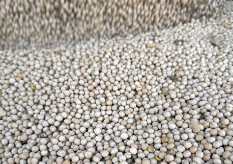 Yellow Pea Prices Collapse On Lack Of Demand The Western Producer