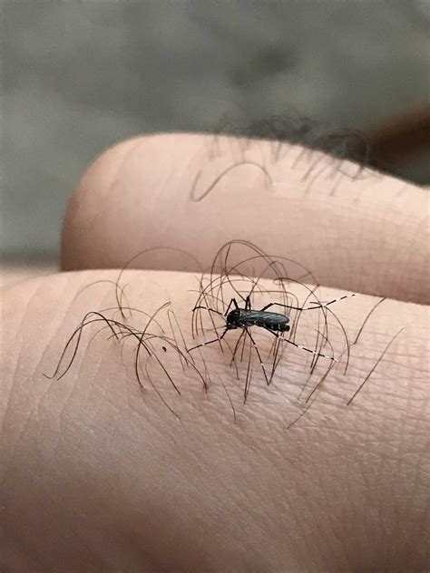 Mosquitospecieidentification Classification Model By