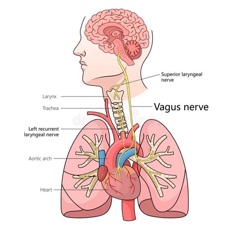 Vagus Nerve Distribution Diagram