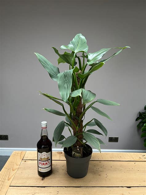 80cm Philodendron silver queen – Bristol Plant Man