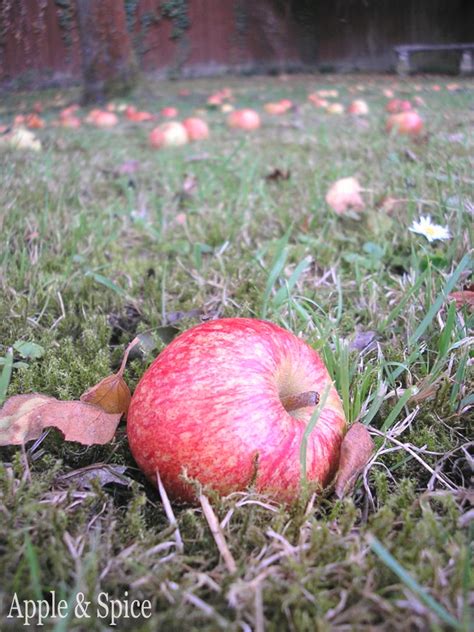 Apple Spice Plum Apple Jelly