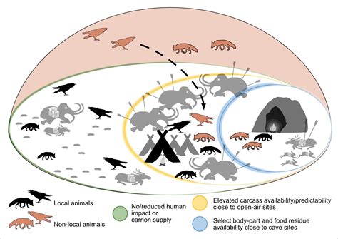 Moravia Ravens Were Attracted To Humans Food More Than 30000 Years Ago