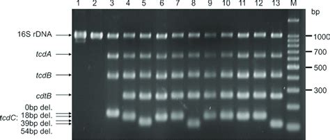 C Difficile Toxin Gene Detection And In Frame Deletion Typing Of Tcdc