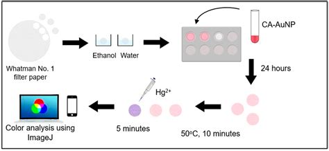 Molecules Free Full Text Development Of A Colorimetric Paper Sensor For Hg2 Detection In