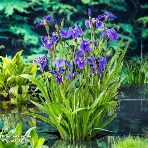 Iris Setosa Marginal Aquatic Dobies