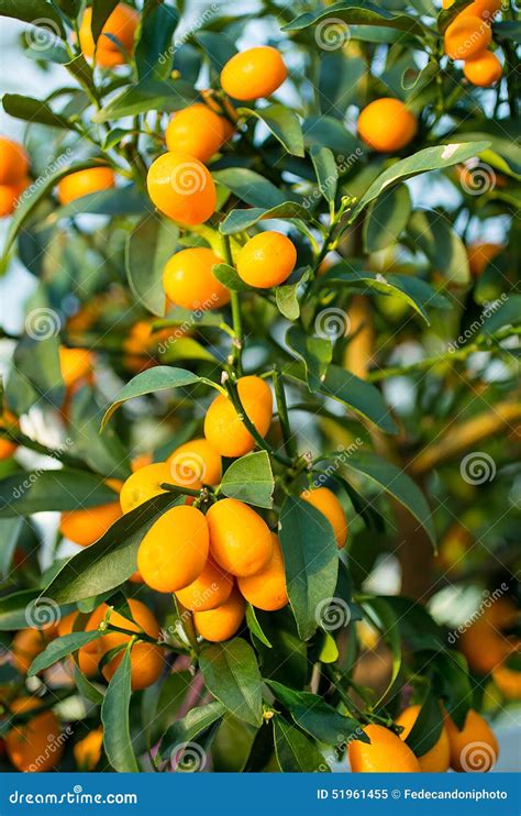 Kumquat Fruit Images At Patrick Purcell Blog