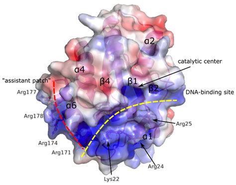 Insights On Snps Of Human Activation Induced Cytidine Deaminase Aid