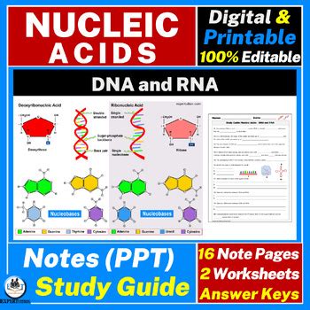 Nucleic Acids DNA RNA Notes PPT Study Guide Homework Printable Digital