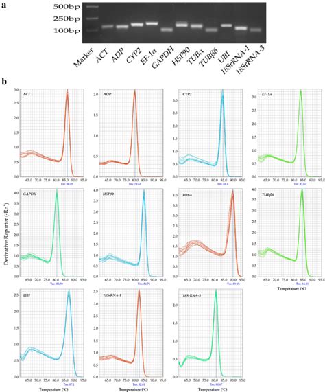 Specificity Of Each Candidate Reference Gene Primer Pair A Download Scientific Diagram