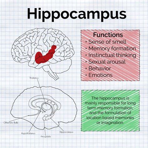 The Hippocampus Remembering Our Past And Imagining Our Future