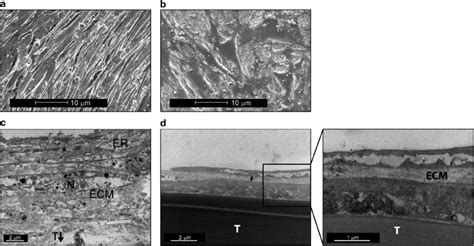 Scanning Electron Microscopy Of Control Osteoblasts A Cultured For 30