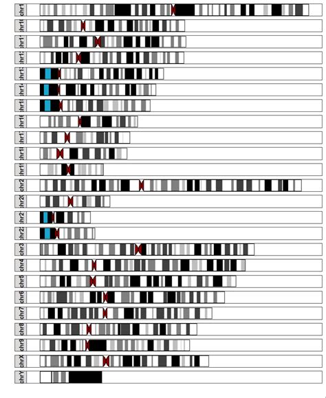 Chapter 3 Draw Chromosome Ideograms Biosequtils Reference