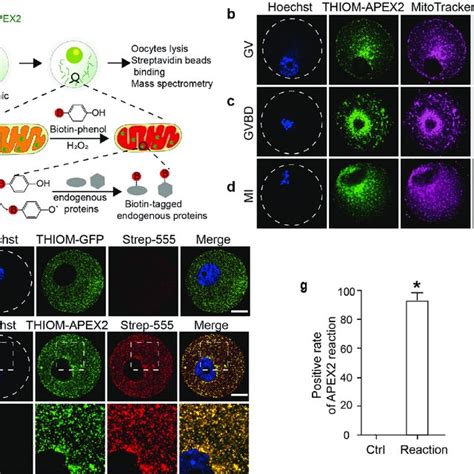 Apex2 Targeting To Oocyte Mitochondria A Flow Diagram Of Apex2