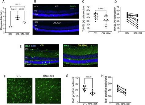 Preservation Of Retinal Structure And Function In Two Mouse Models Of Inherited Retinal