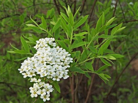 Spring Bloom May Free Photo On Pixabay Pixabay