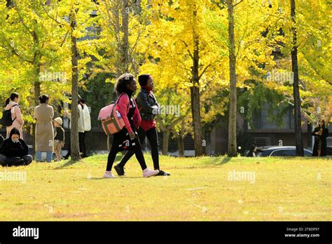 Golden Ginkgo Trees In Zhejiang Normal University Draw Tourists Jinhua City East Chinas