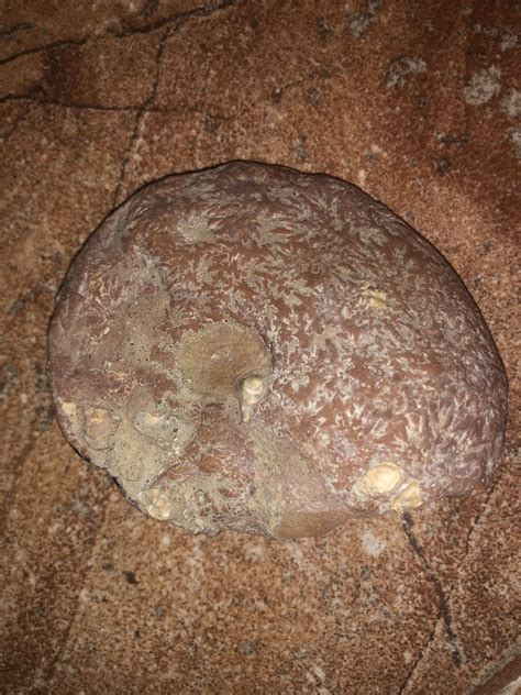 Can Anyone Identify This Ammonite R Fossilid