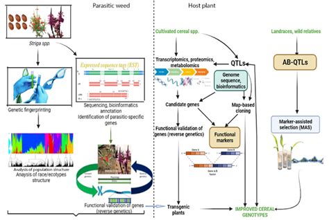 Breeding For Striga Spp Resistance Universe I Parasitic Weed Download Scientific Diagram