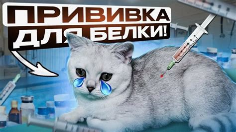Сделал Белке ПрививкуЛайки Likecat Смотреть онлайн в поиске
