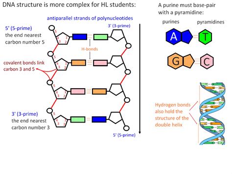 Dna Structure Core And Ahl Pdf