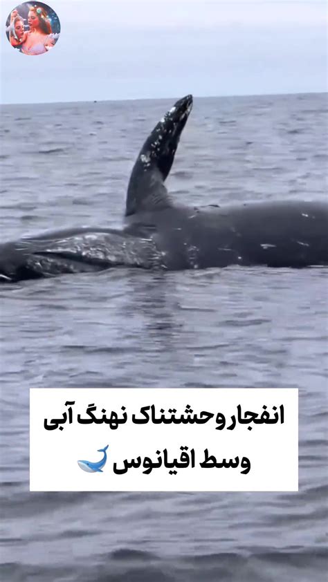 کلیپ لحظه انفجار نهنگ آبی وسط اقیانوس