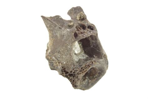 27 Permian Reptile Fossil Vertebra Oklahoma 261377 For Sale