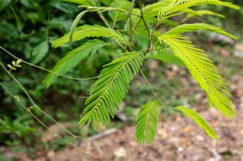 Green Leaves On A Tree Branch In The Park Stock Image Image Of Beech Branch 322141099