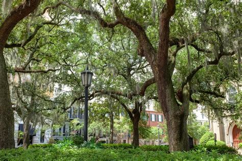 The Impact Of Tree Coverage In Society