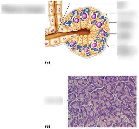 Acinar Cell Diagram Quizlet