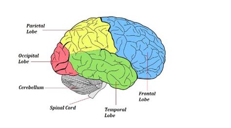 Brain Diagram Lobes