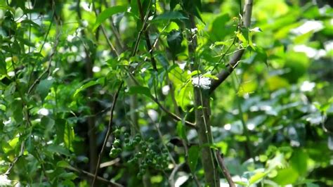 පැණි කුරුල්ලා Youtube