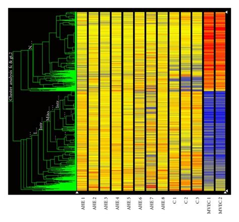 cluster analysis of the gene expression patterns of isolated mvecs n