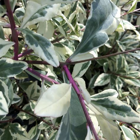 Variegated Jewels Of Opar Rare Tropical Tiny Purple Flower Yellow Berry