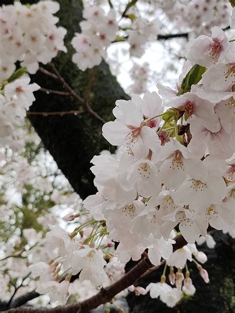 벚꽃 사쿠라 만개 Pixabay의 무료 사진 Pixabay