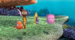 Sheldon Finding Nemo Species