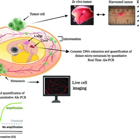 Overview Of The Chick Embryo Metastasis Analysis Fluorescently Labeled