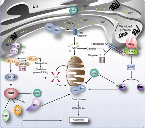 Molecular Basis For Pathogenesis Of Steatohepatitis Contemporary
