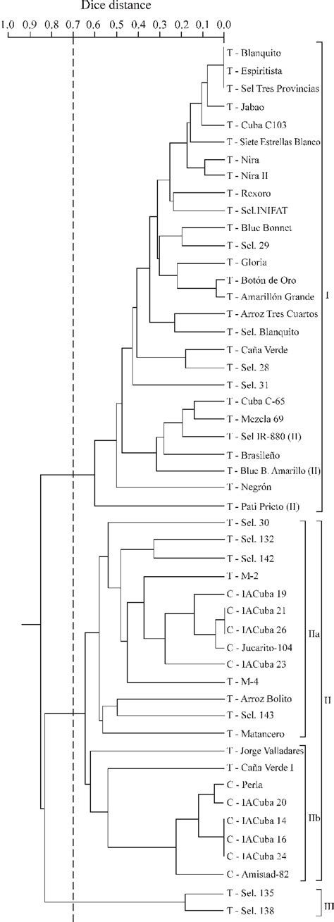 Dendrogram Of Rice Varieties Obtained By Upgma Cluster Analysis Based