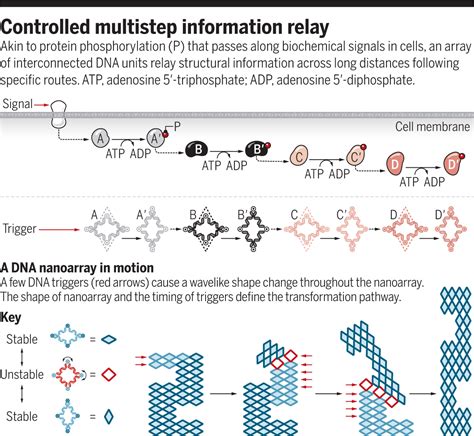 Directing Reconfigurable Dna Nanoarrays Science