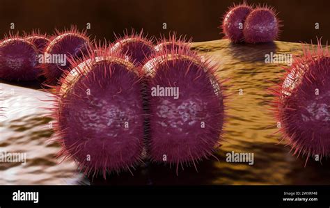 3d Rendering Of Neisseria Meningitidis Also Known As Meningococcus Is A Bacterium That Causes