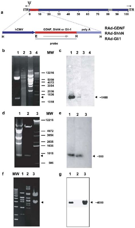 Dopaminergic Neuron Differentiation Semantic Scholar