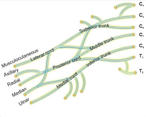 Brachial Plexus Plexus Products Brachial Peripheral Nervous System Images