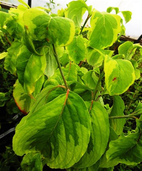 Cornus Florida Rainbow