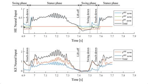 Neural Input To Interneurons Of The Hip Extensor He And Knee Ankle