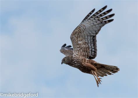 African Marsh Harrier Gouritz Cluster Biosphere Reserve