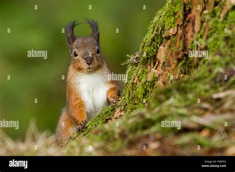 Tufted Ground Squirrel