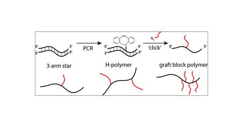 Template Directed Synthesis Of Structurally Defined Branched Polymers Macromolecules