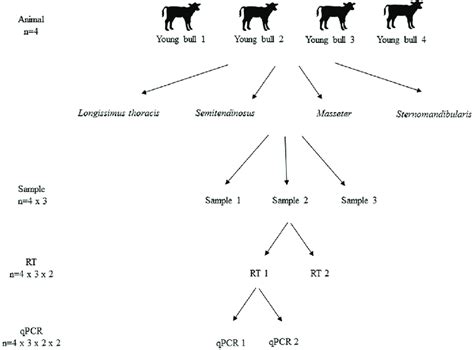 Experimental Design For Gene Expression Variability Analysis Three Rna